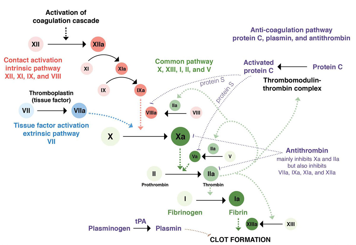 Hypercoagulable states - Smarty PANCE
