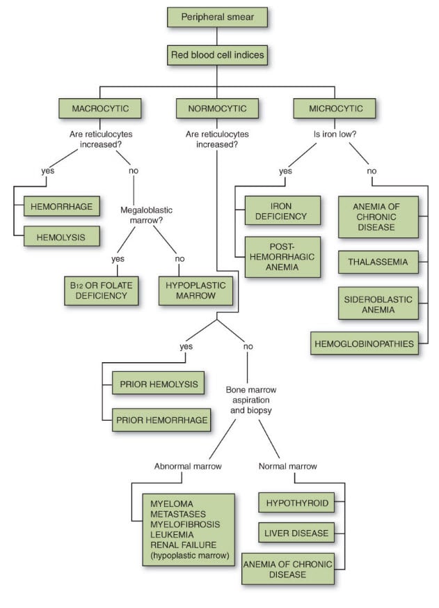 Cytopenias (PEARLS) | Hematologic System Content Blueprint - Smarty PANCE